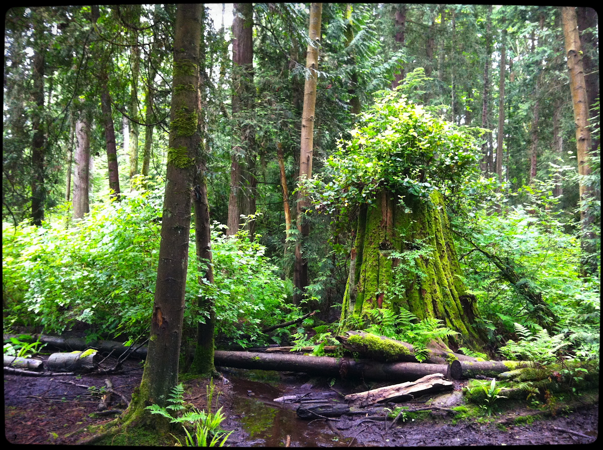 chia-tree - Kim Werker